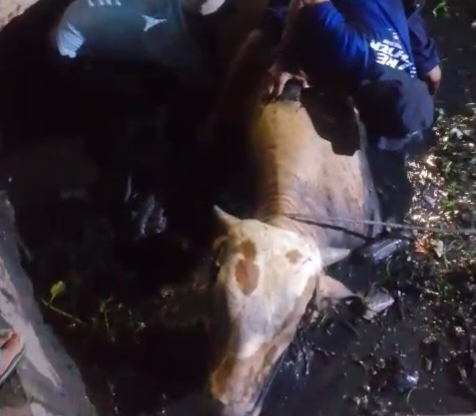 Dramatis, Aksi Damkar Selamatkan Sapi Kurban Seberat 4,5 Kwintal dari ...
